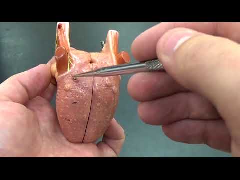 Tongue Anatomy