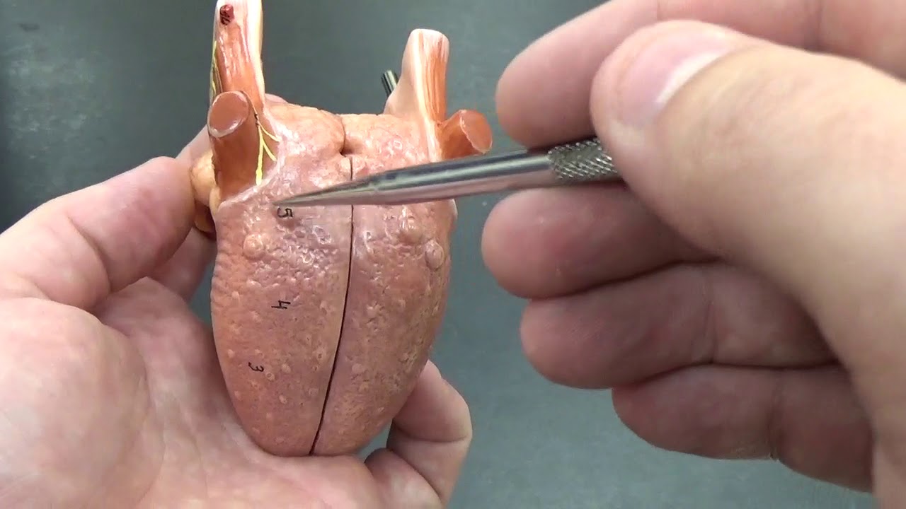 Tongue Anatomy