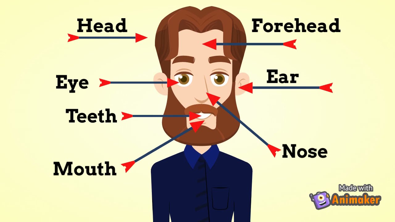 Partes do Corpo Humano em Inglês com pronúncia. Body Parts and Organs Pronunciation and Vocabulary.