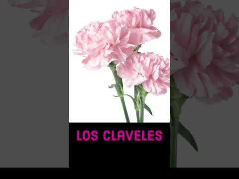 Different Flowers in Spanish (108)