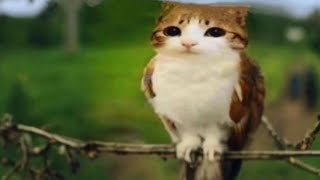 Meowl Watch HD Mp4 Video Download Free