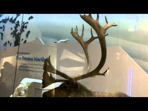 What is a Reindeer? - Vocabulary