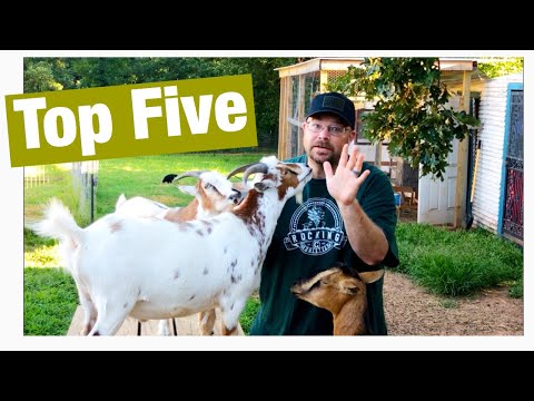 Five Things to Know Before Getting Goats | Food Producers Forum