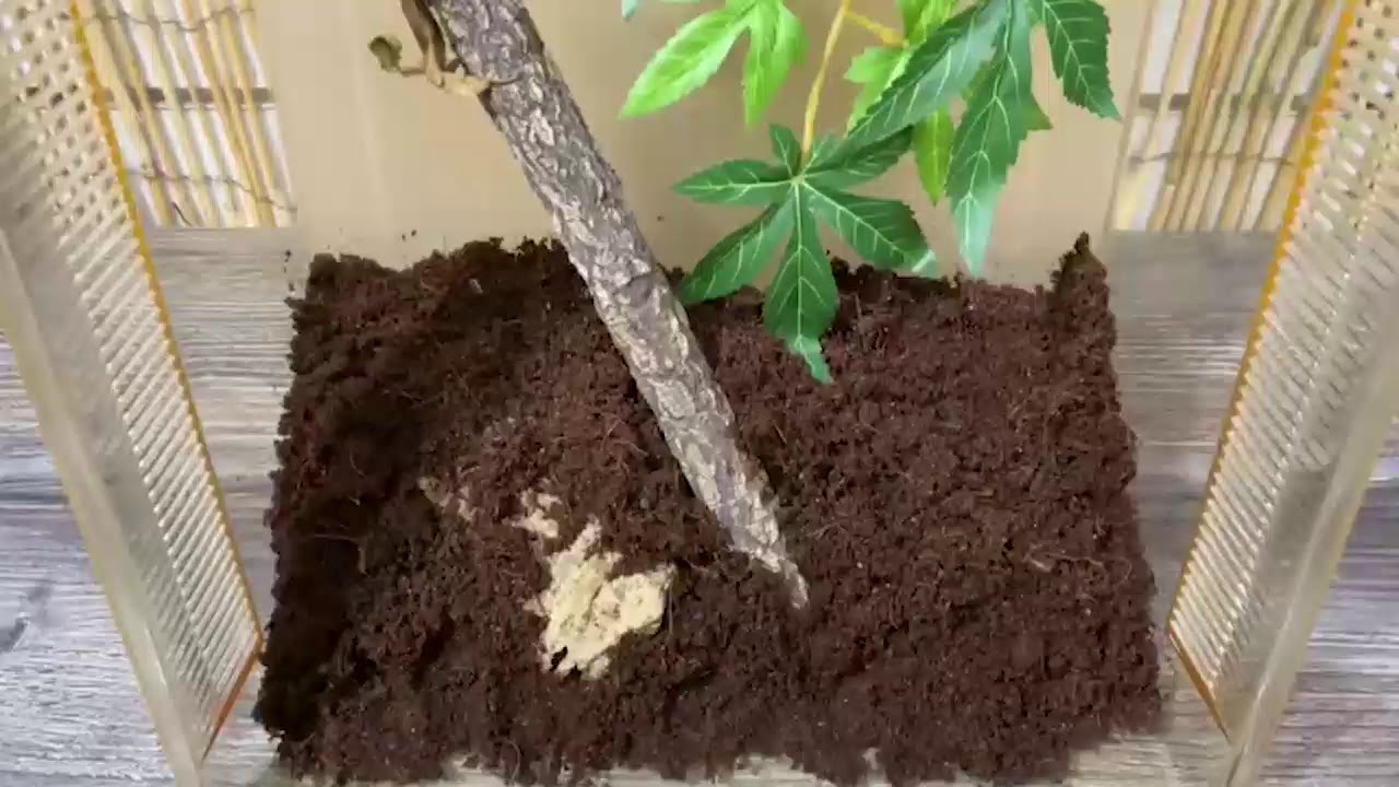 OUR stick insect starter set up kit