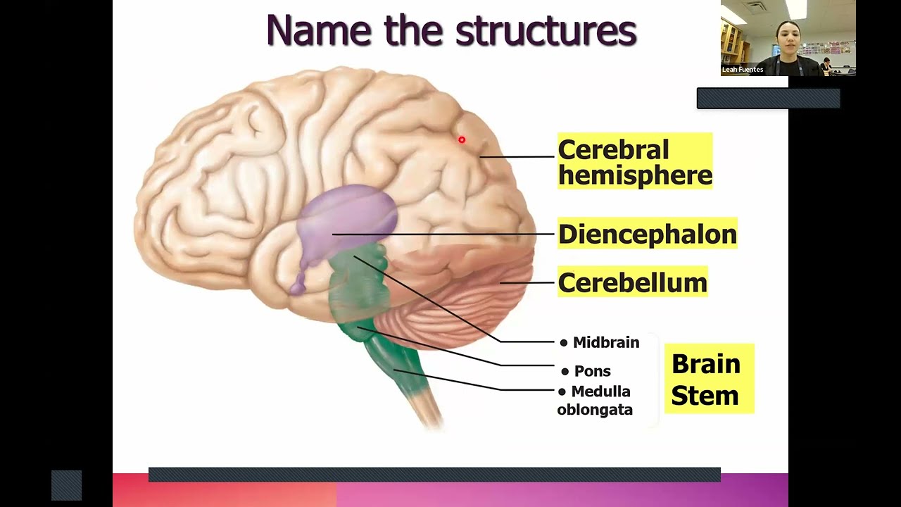 A&P I Lab Practical 4 Review