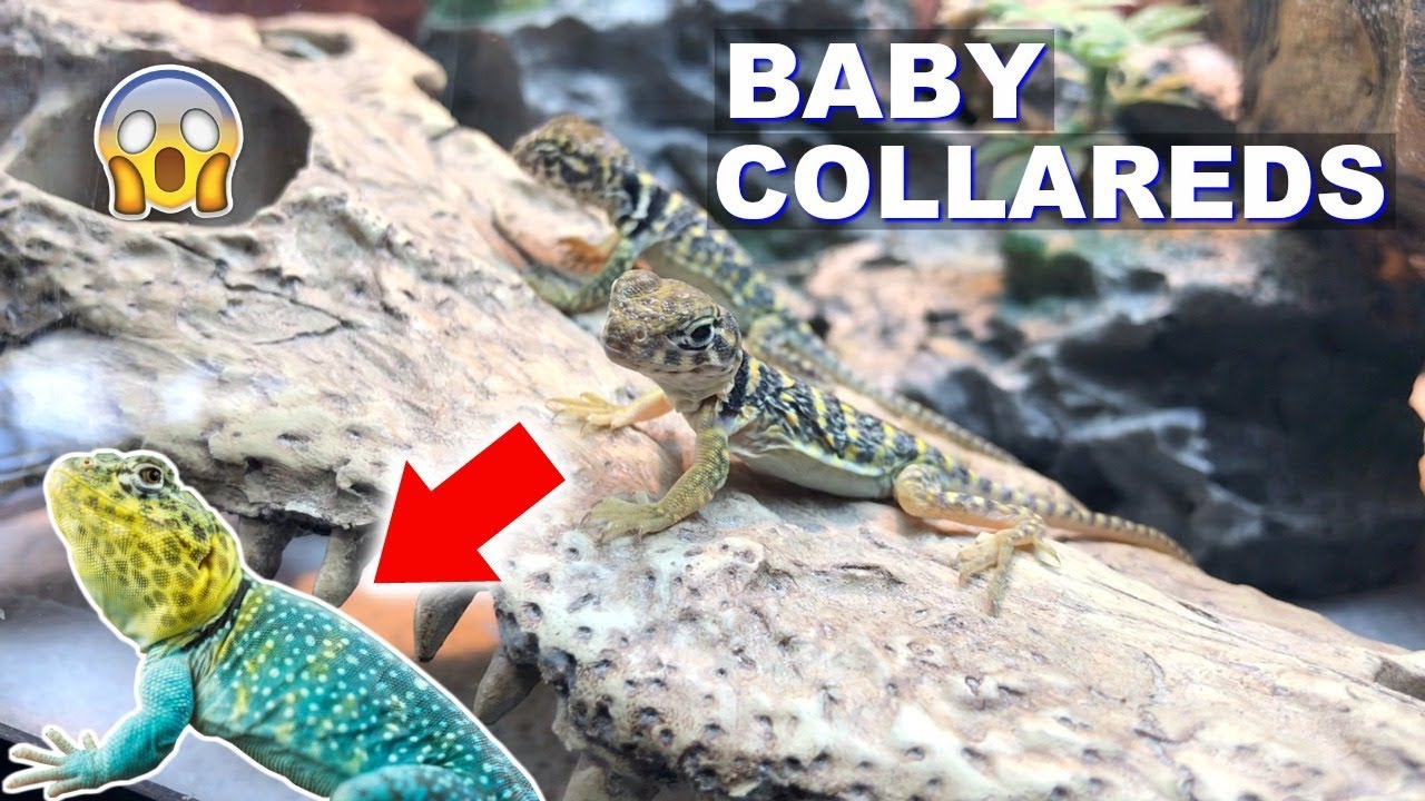 MY BABY COLLARED LIZARDS HATCHED!!