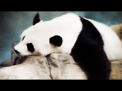 Panda Conservation Volunteer Projects | The Great Projects