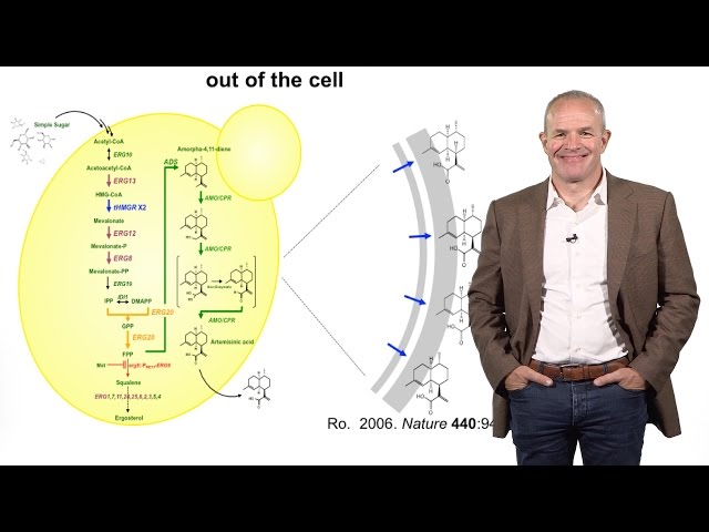 Engineering Microbes: A Solution to Global Challenges in Synthetic ...