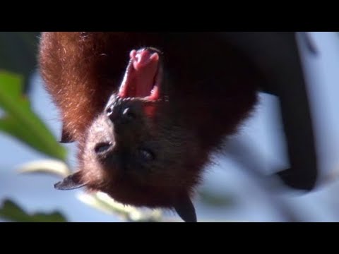 Mindanao Pygmy Fruit Bat