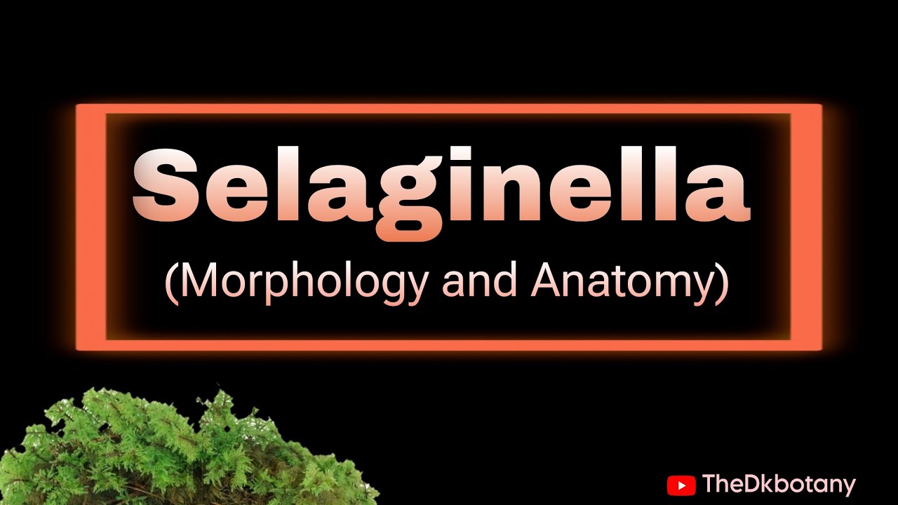 selaginella notes(Morphology and Anatomy)