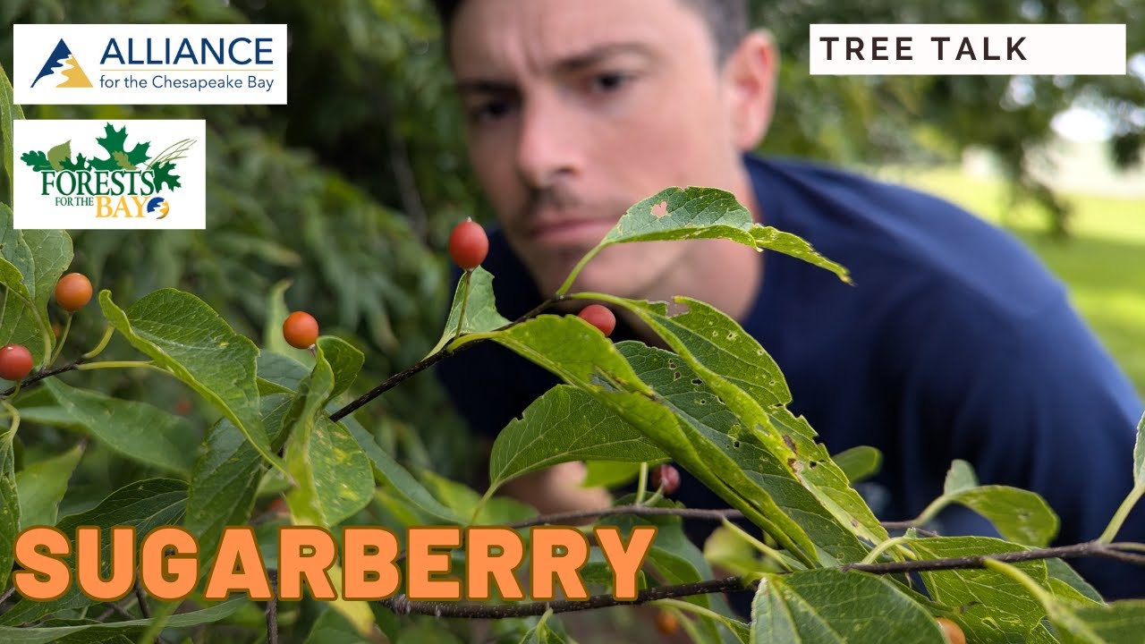 Tree Talk: Sugarberry