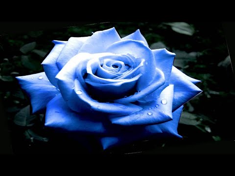 Blue Rose
