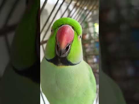 ye mithu talking parrot cute β€οΈ