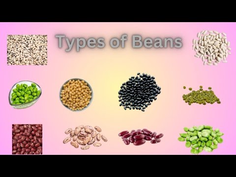 Name of Different varieties of Beans with pictures/ Beans name in English/ Types of Beans