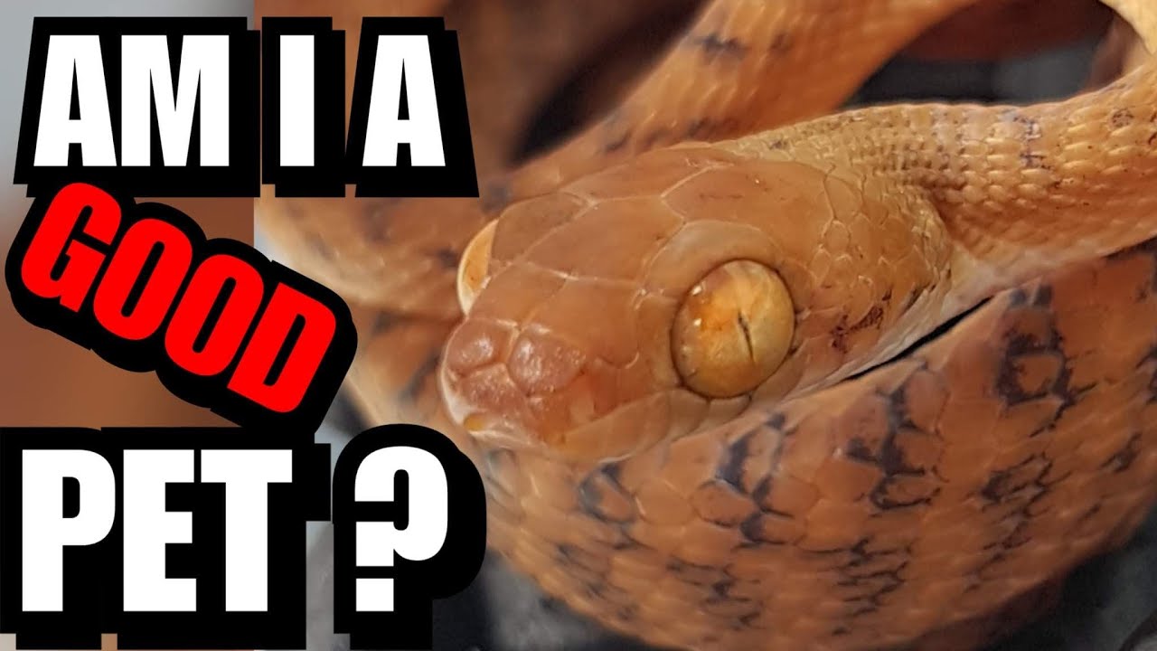 Do Brown Tree Snakes Make Good Pets