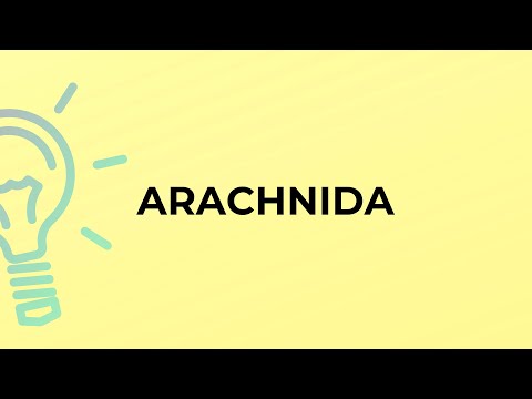 What is the meaning of the word ARACHNIDA?