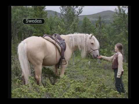 Discover the amazing Curly Horse!