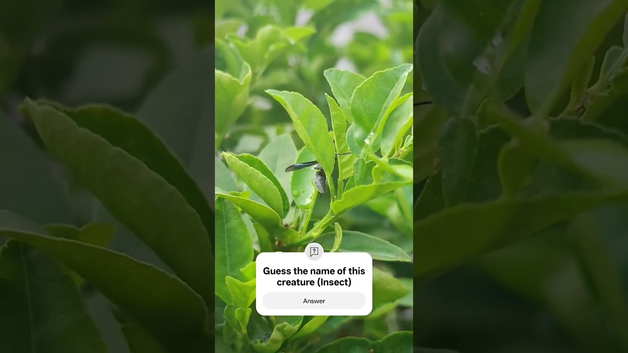 #animals #creature #insects #insect #vectors #bees #fly #nature #naturelovers #question #shorts