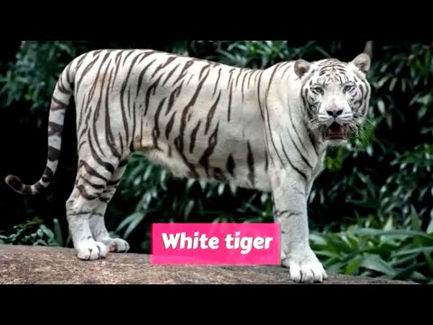 White tiger (Panthera tigris tigris)