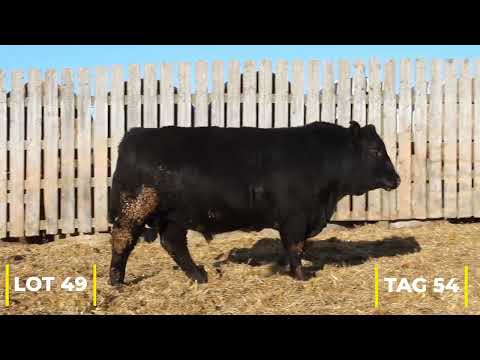 MBTS 2025 Tag 54 - Percentage Simmental