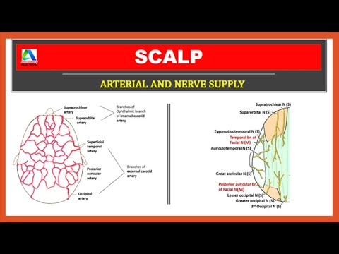 ARTERIAL AND NERVE SUPPLY OF SCALP – Anatomy QA