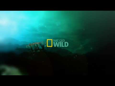 More from Nat Geo Wild 2009 Rebrand | Art & Business of Motion