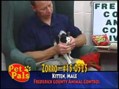 Meet ZORRO a Domestic Shorthair currently available for adoption at Petango.com! 10/6/2014 8:37:52 P