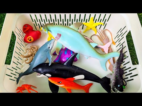 Learn Amazing Sea Animal Facts That Will Surprise You! | Educational Video For Kids