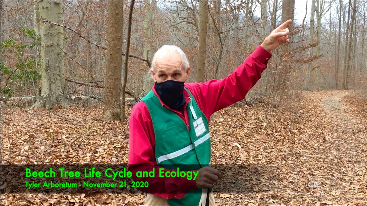 Beech Tree Life Cycle and Ecology