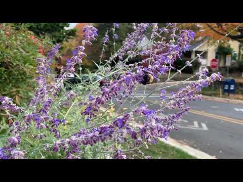 Russian Sage Plant Profile