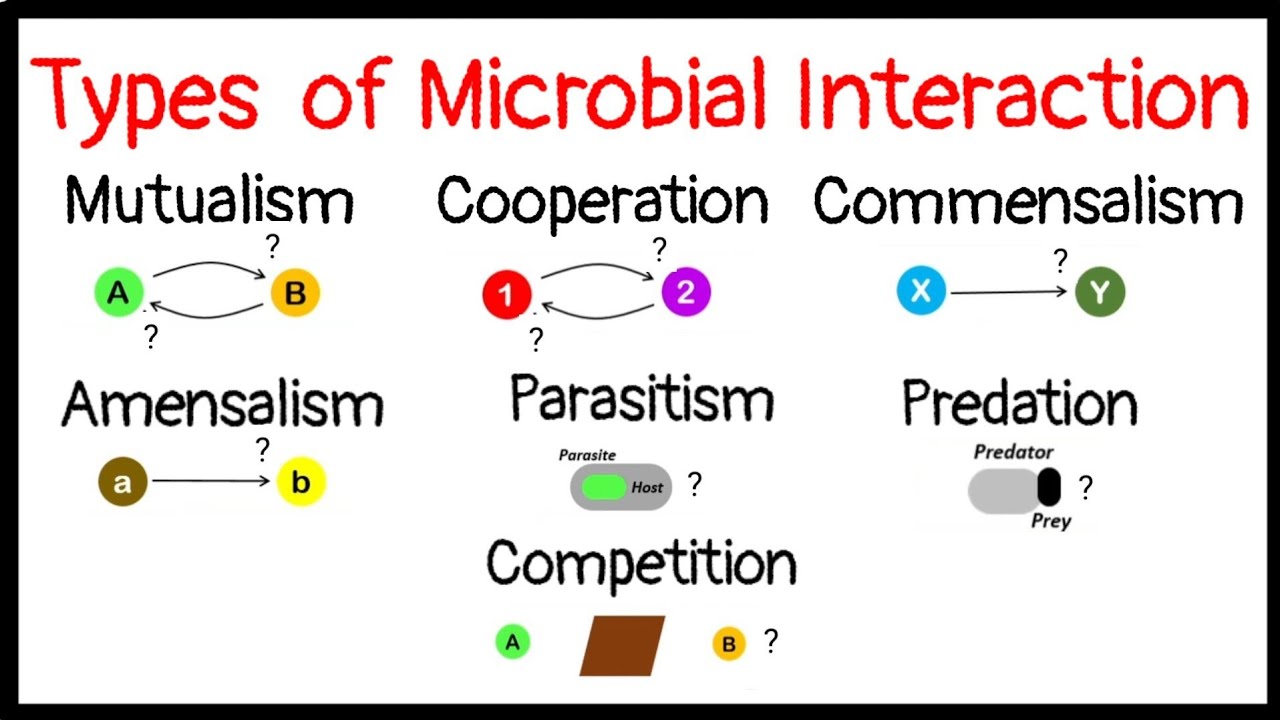 Microbial Interaction|Mutualism|Cooperation|Commensalism|Amensalism|Parasitism|Predation|Competition