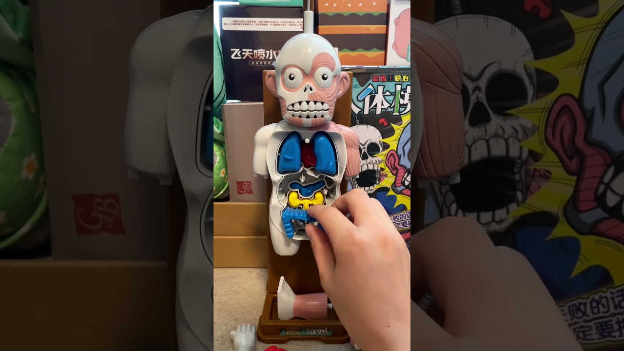 Human body model internal organs three-dimensional toy  #gadget