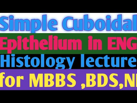 Histology simple cuboidal epithelium definition structure distribution and function in English