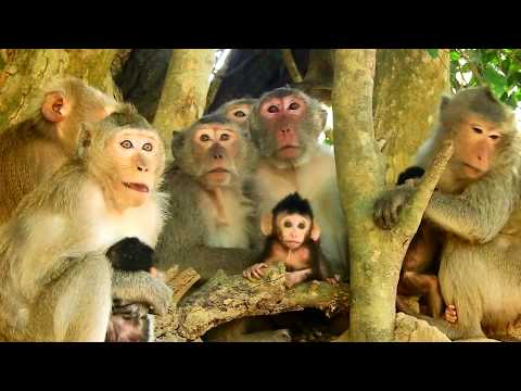Monkey family living with beautiful life
