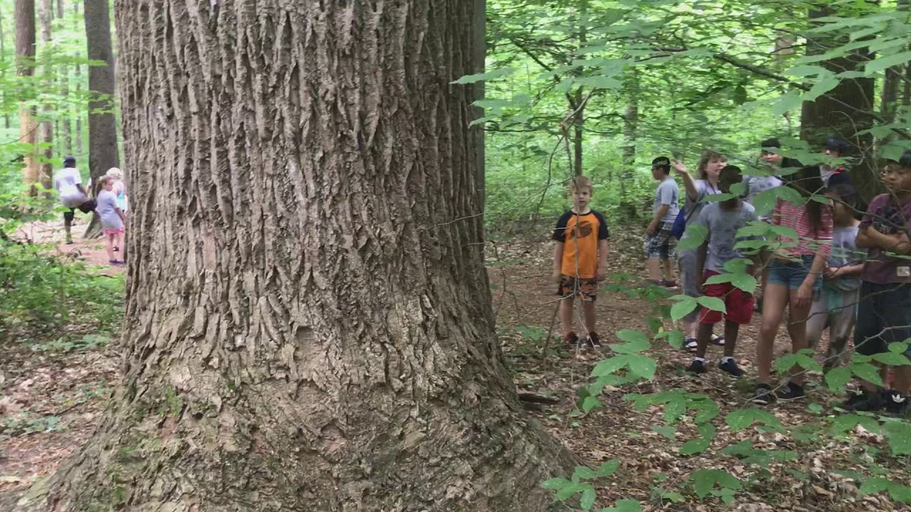 Rick Crosslin Science - Tulip Poplar Indiana Tree