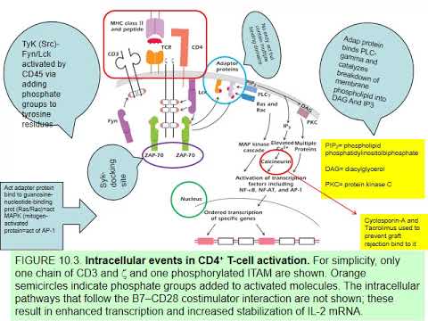 Activation and function of T and B cells 2