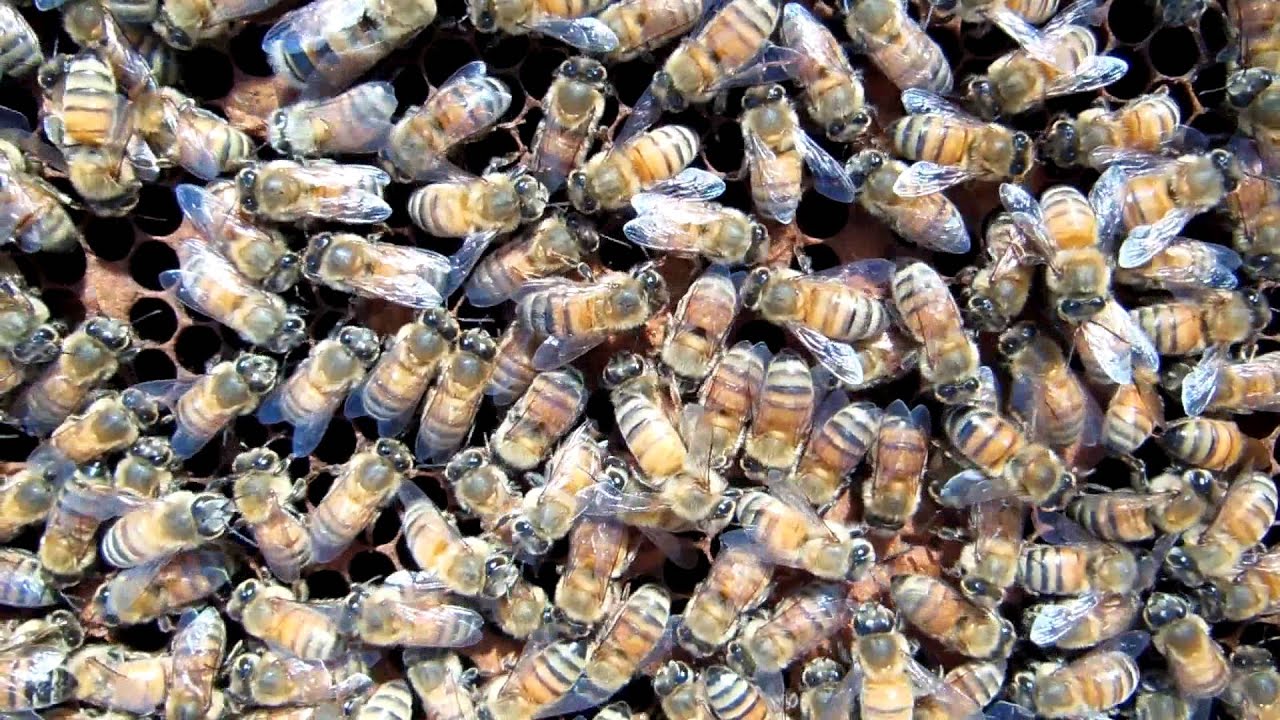 Bear Hollow Bee Dance