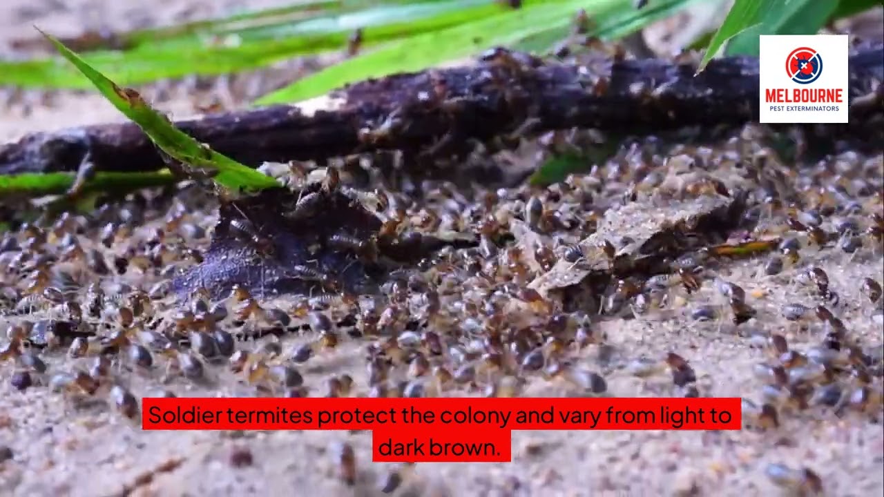 What Do Termites Look Like A Homeowners Guide
