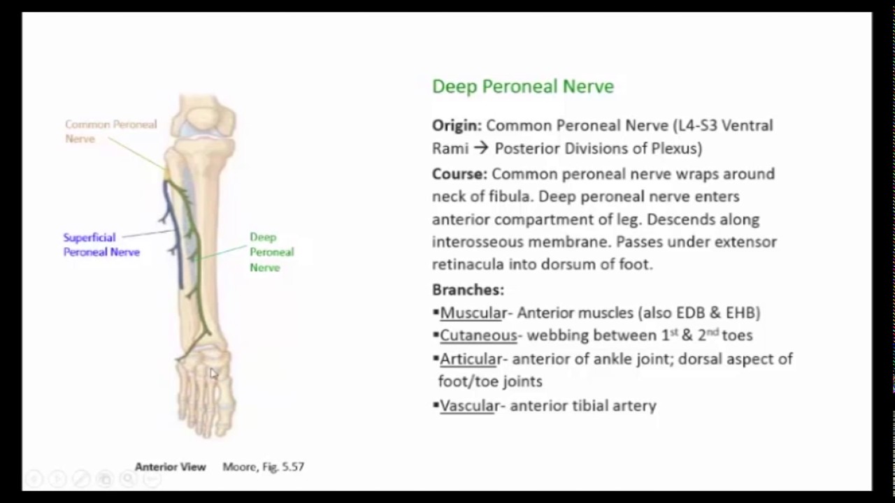 Understanding the Neurovasculature of the Leg | Galaxy.ai