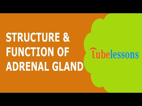 Structure and Function of Adrenal Gland