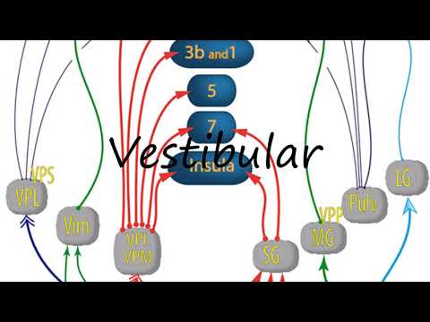How to Pronounce Vestibular?