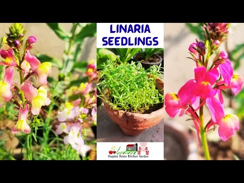 Linaria Spring Flowers – Veggies At Home Kitchen Garden
