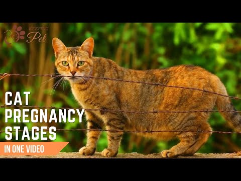 Cat Pregnancy Stages Week by Week | Understanding Your Cat's Labor Journey