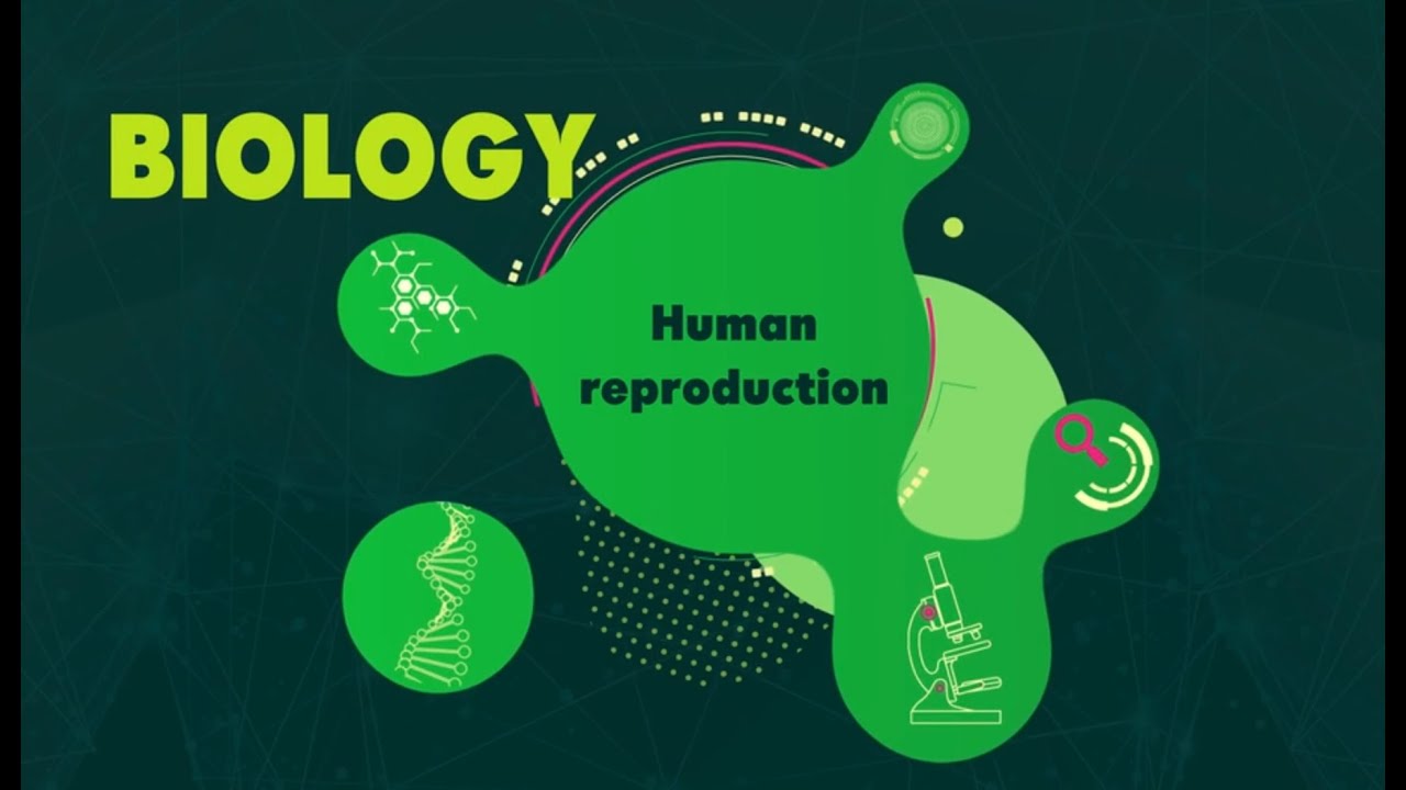 KS3 Reproduction (BBC Bitesize Biology)