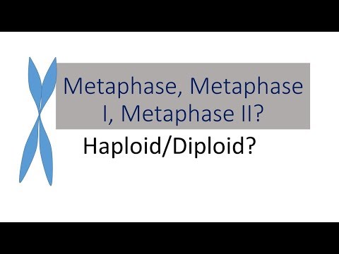 Tell the Difference between Metaphase, Metaphase I, Metaphase II | Bio 101