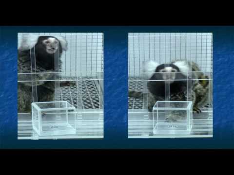 WSCS16 - Day 3 - Non-Human Primate & Preclinical Development