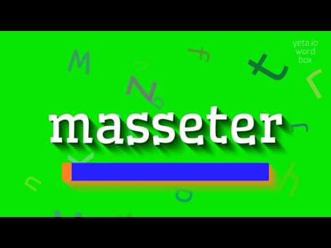 How to say "masseter"! (High Quality Voices)