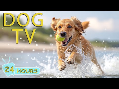 DOG TV: Videos Entertain & Fun for Dogs When Home Alone - Best Collection of Relax Music for Dogs