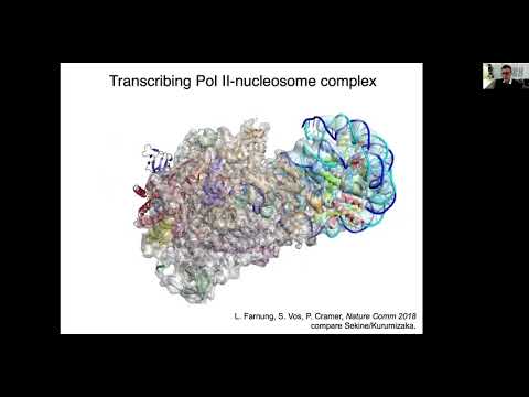 Recent Insights into Chromatin Transcription by RNA Pol II | Patrick Cramer | Online Workshop