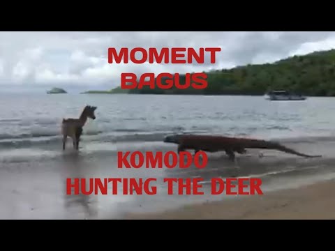 MOMENT KOMODO BAGUS